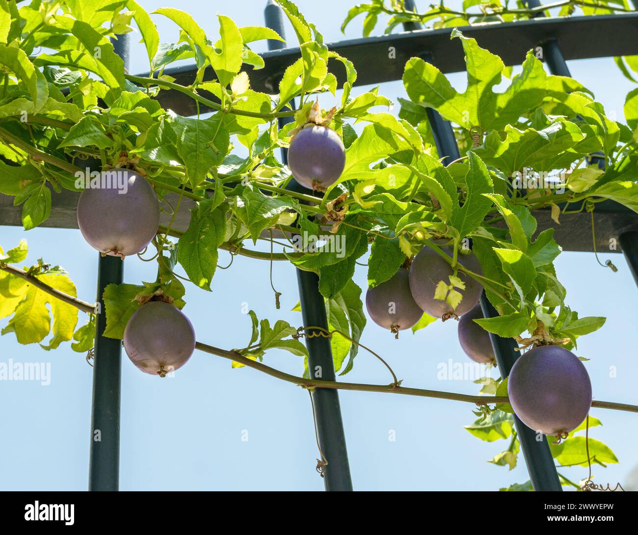 Passionfruit garden hi-res stock photography and images - Alamy