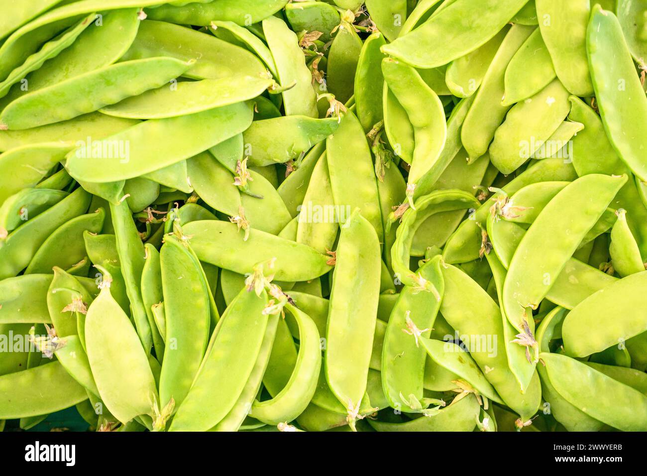 Green sugar pea pods close up on the farm market stall. Food background ...