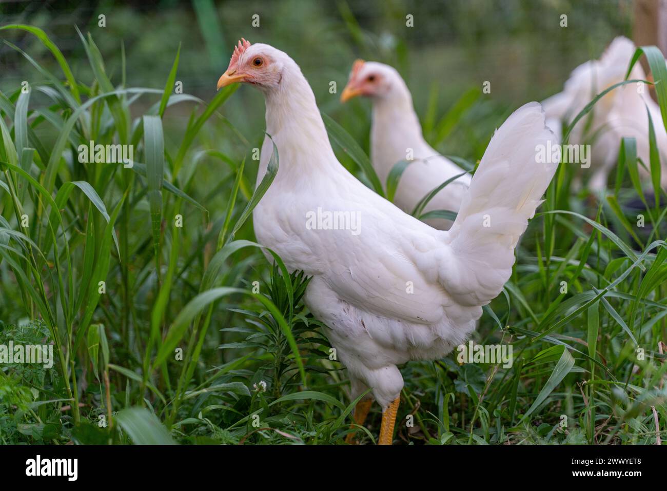 White chickens hi-res stock photography and images - Alamy