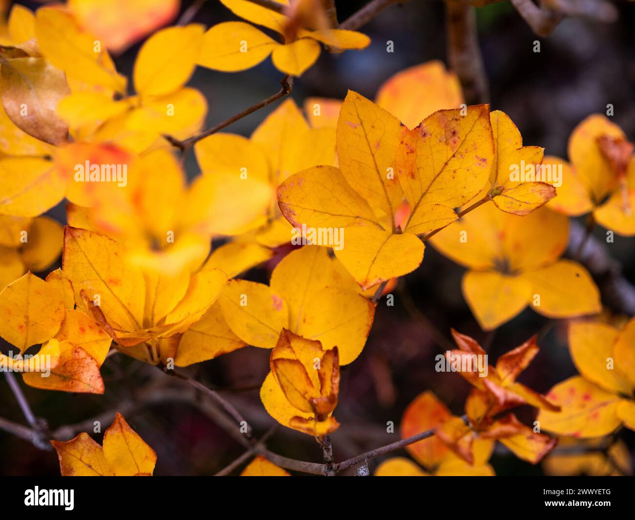 Enkianthus hi-res stock photography and images - Alamy