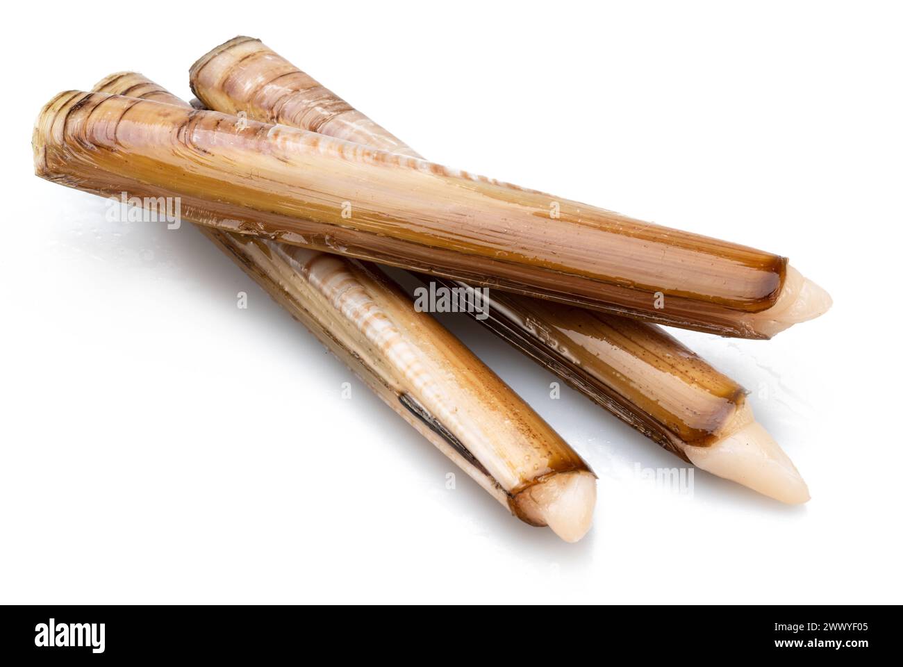 Edible raw razor clams isolated on white background. Delicacy food ...