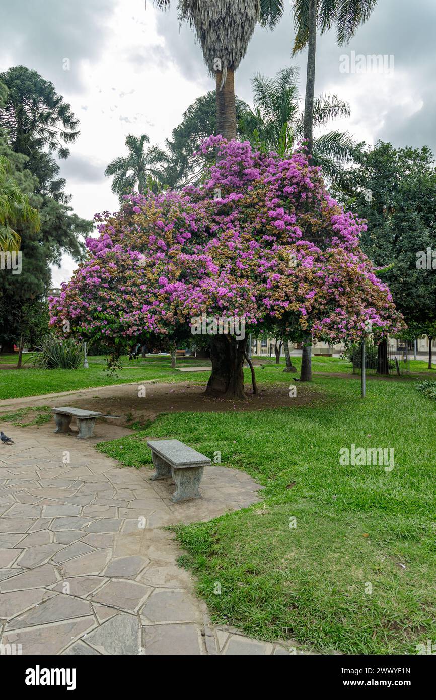 Lapacho tree hi-res stock photography and images - Alamy