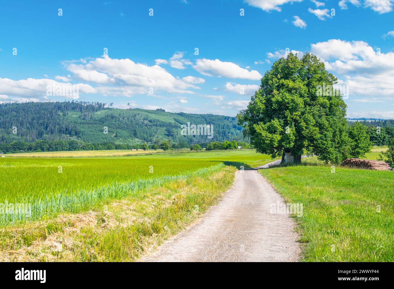 This image captures a tranquil scene of a gravel pathway meandering ...