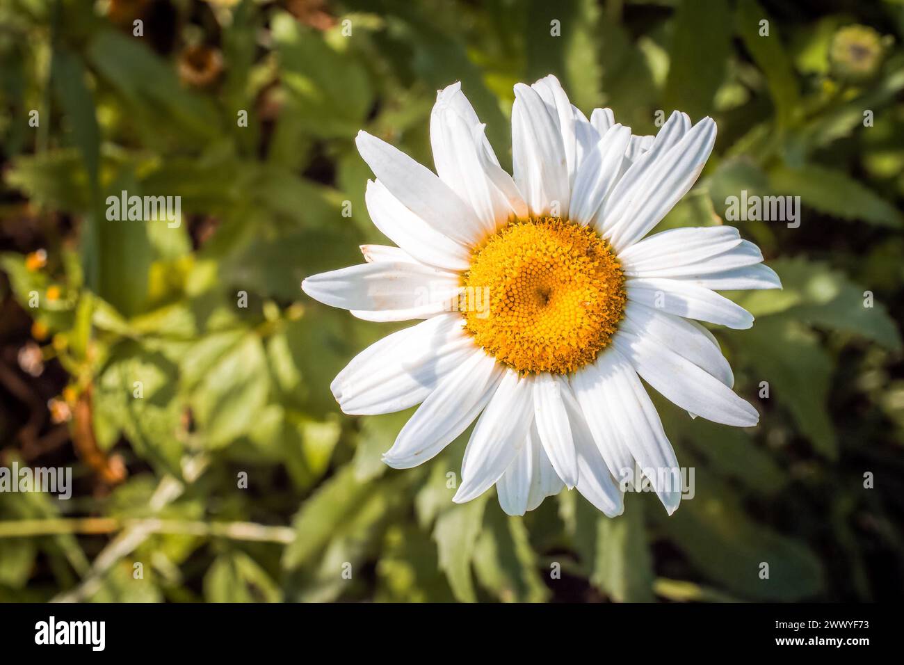 Close-up of a white daisy with a vibrant yellow center, surrounded by ...