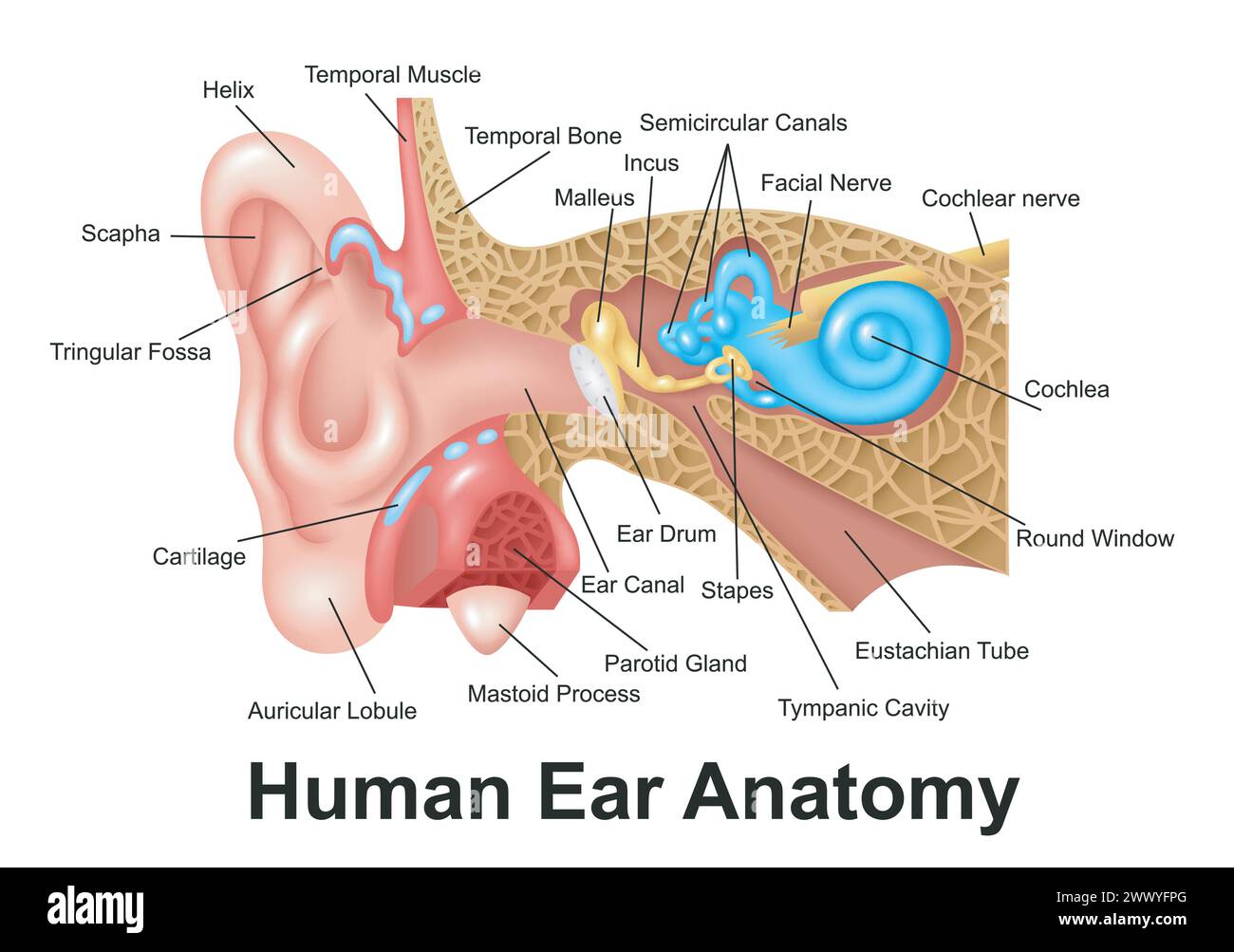 Middle ear anatomy illustration hi-res stock photography and images - Alamy
