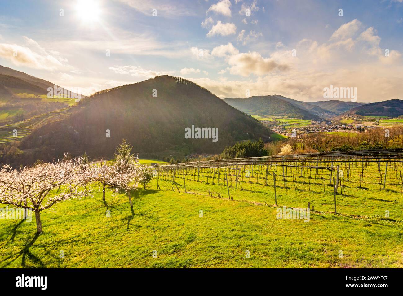 Mühldorf: blossoming Marille (apricot) trees (Marillenblüte), vineyard ...