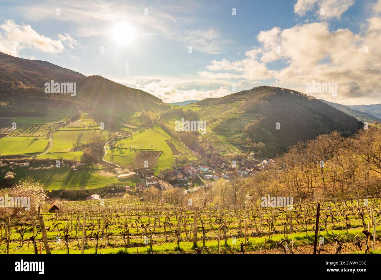 Mühldorf: blossoming Marille (apricot) trees (Marillenblüte), vineyard ...