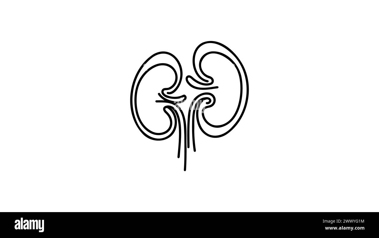 Human kidneys with ureters one line art. Continuous line drawing of human, internal, organs ...