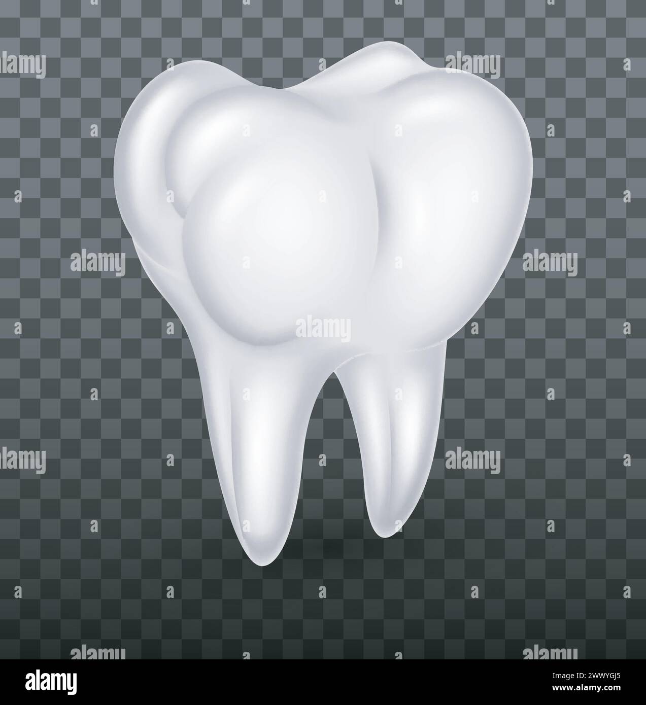 Human molar teeth realistic on transparent background, Vector ...