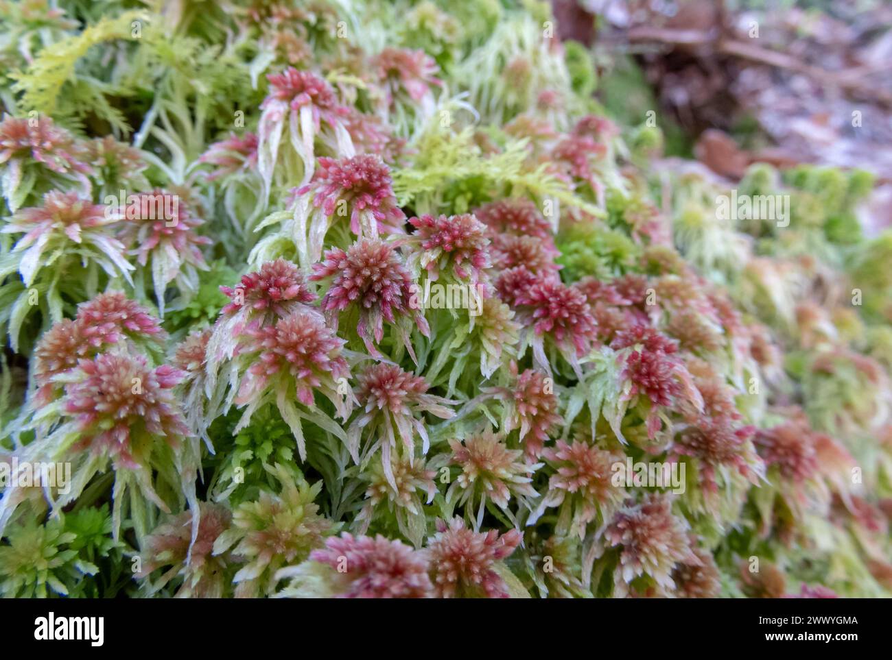 Green and red colored sphagnum capillifolium, red bogmoss, northern ...