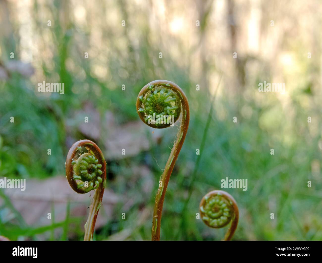 Deer fern young growth on the blurred spring forest background ...