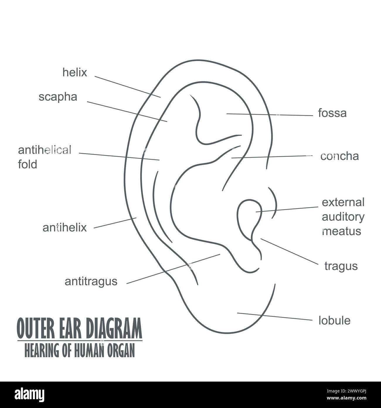 How To Draw Ear Diagram