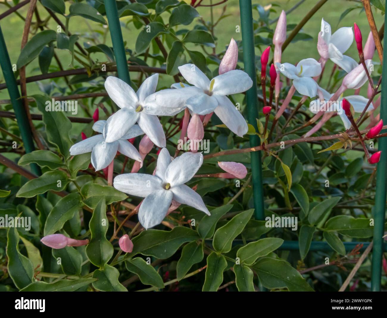 Pink jasmine hi-res stock photography and images - Alamy