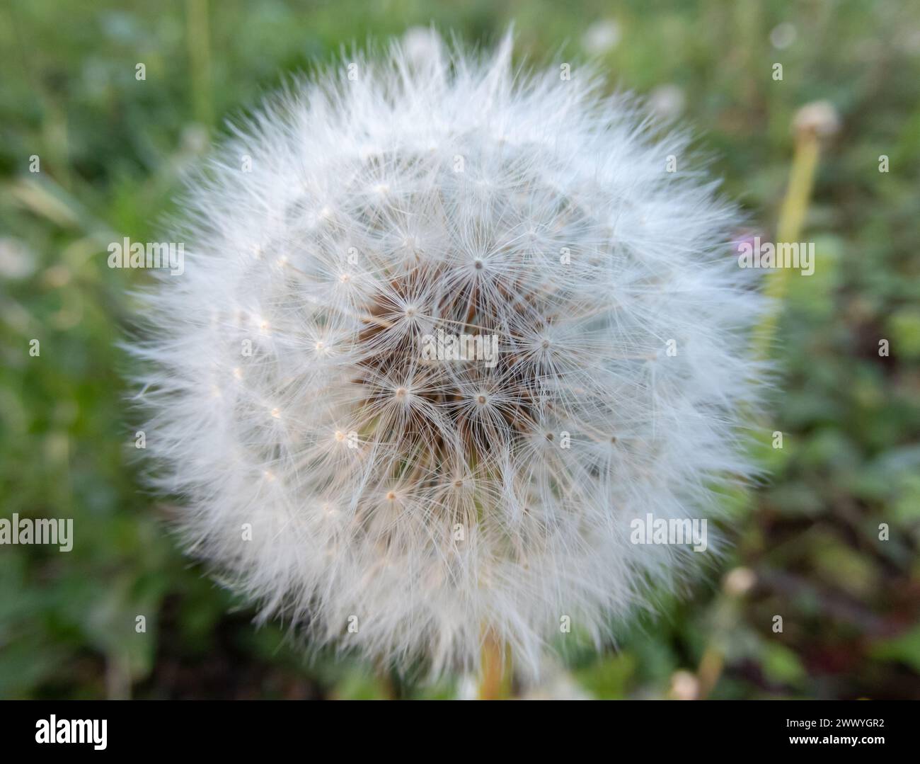 White fluffy seeds hi-res stock photography and images - Alamy
