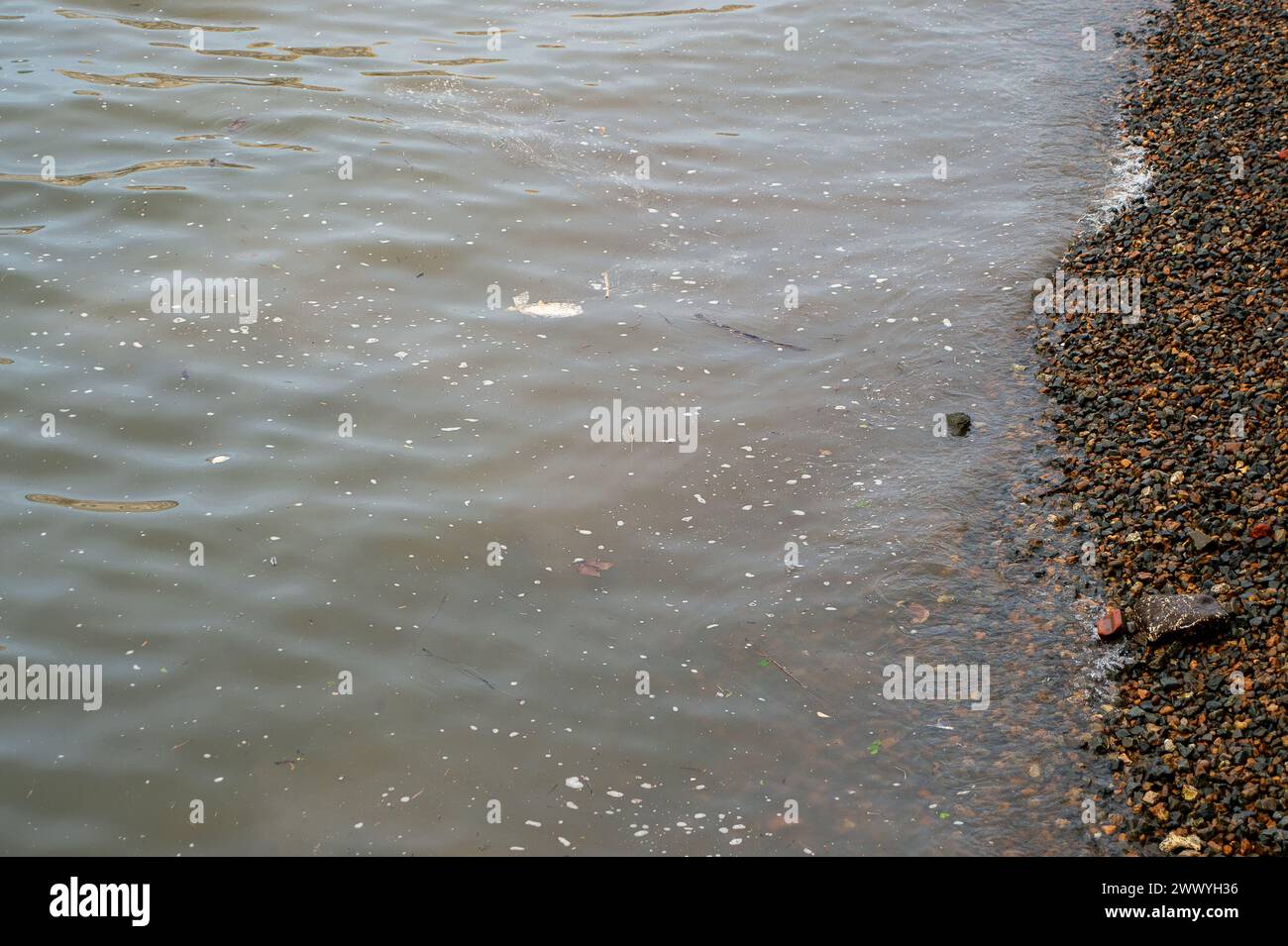 London, UK. 26th March, 2024. Pollution in the River Thames ...