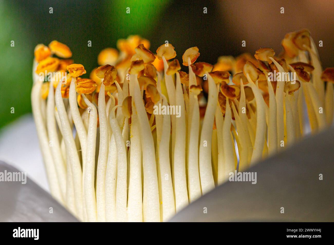 A macro photograph of the stamen of a camellia plant Stock Photo - Alamy