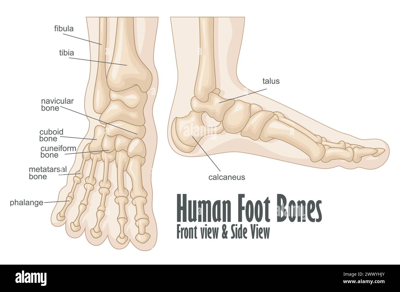 Forefoot vector vectors hi-res stock photography and images - Alamy