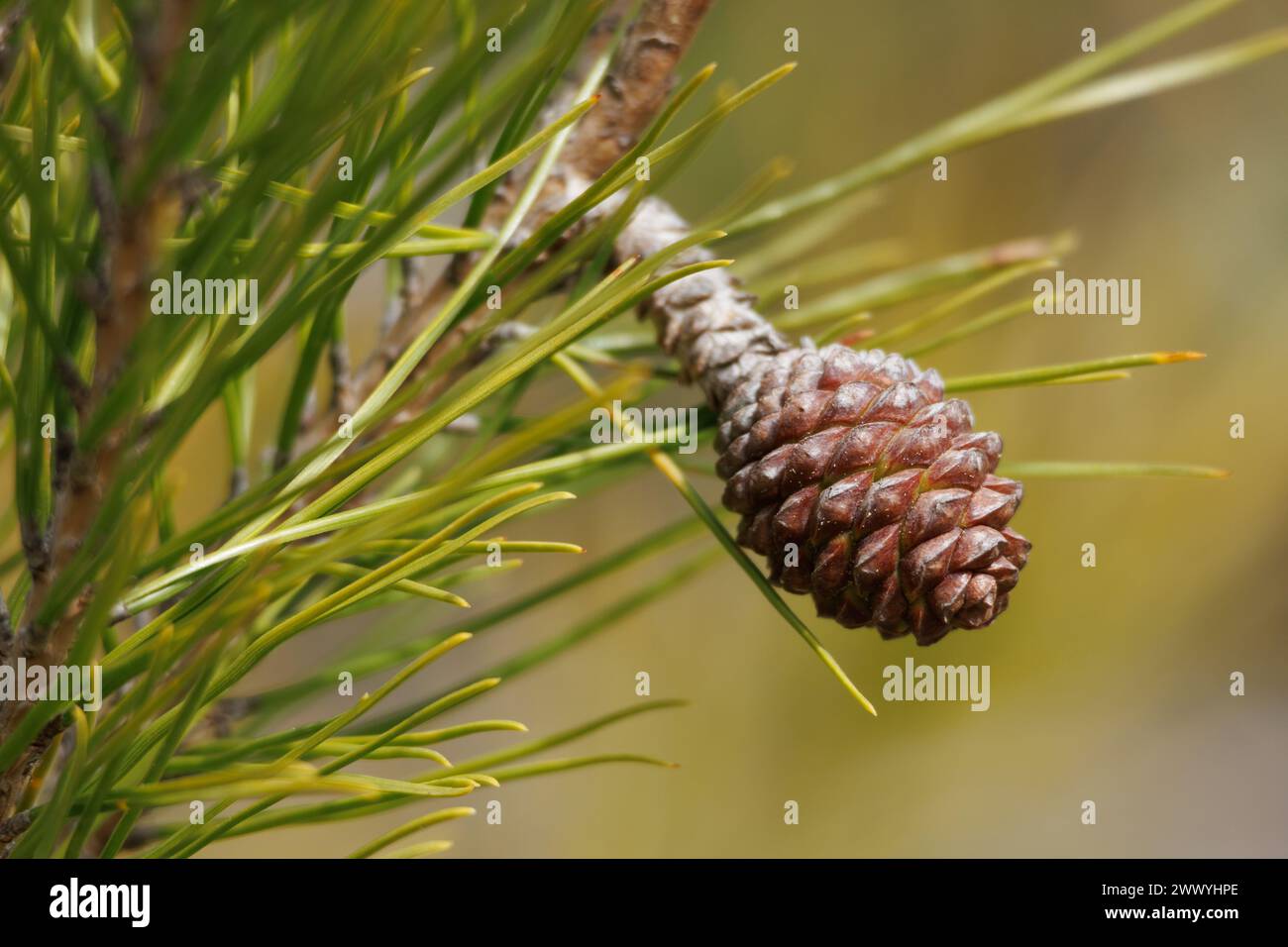 Pine cone bud in spring, pinus halepensis, Alcoy, Spain Stock Photo - Alamy