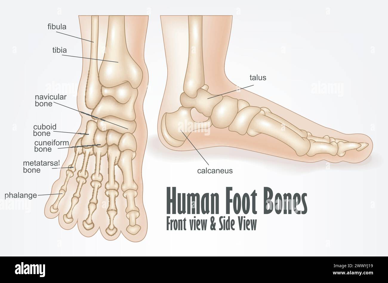 Human Foot Bones Front And Side View Anatomy, Vector Illustration Stock Vector Image & Art - Alamy