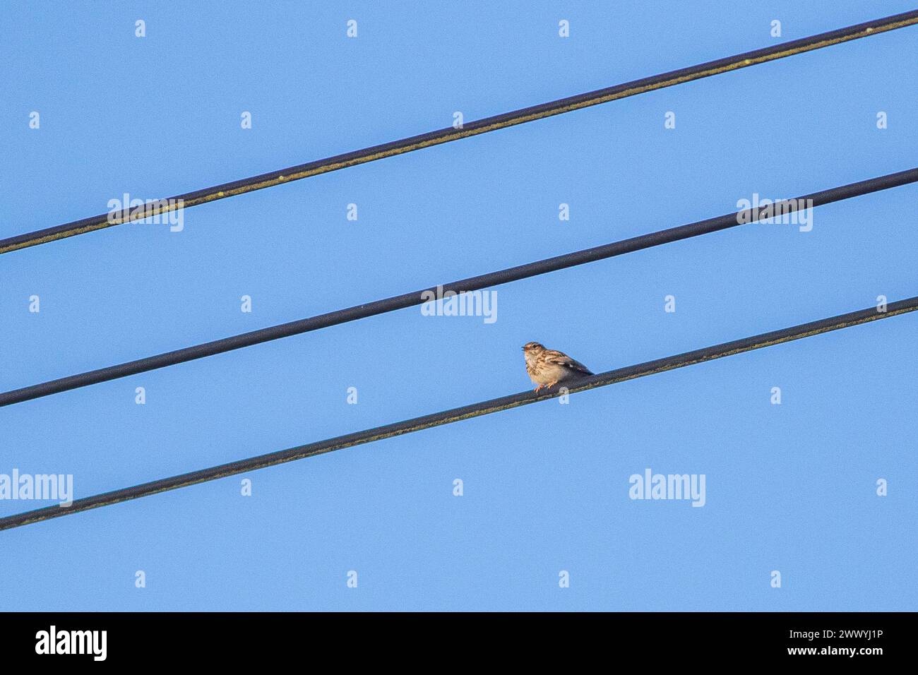 Thursley Common, Elstead. 24th March 2024. A beautiful sunny start to ...