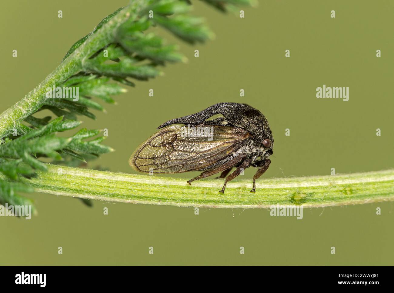 Thorn hoppers hi-res stock photography and images - Alamy