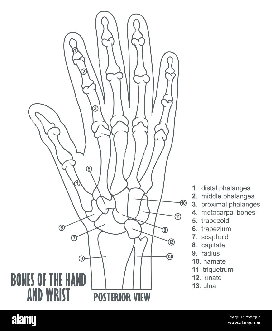 Bones Of The Hand And Wrist Anatomy, Vector Illustration Stock Vector ...