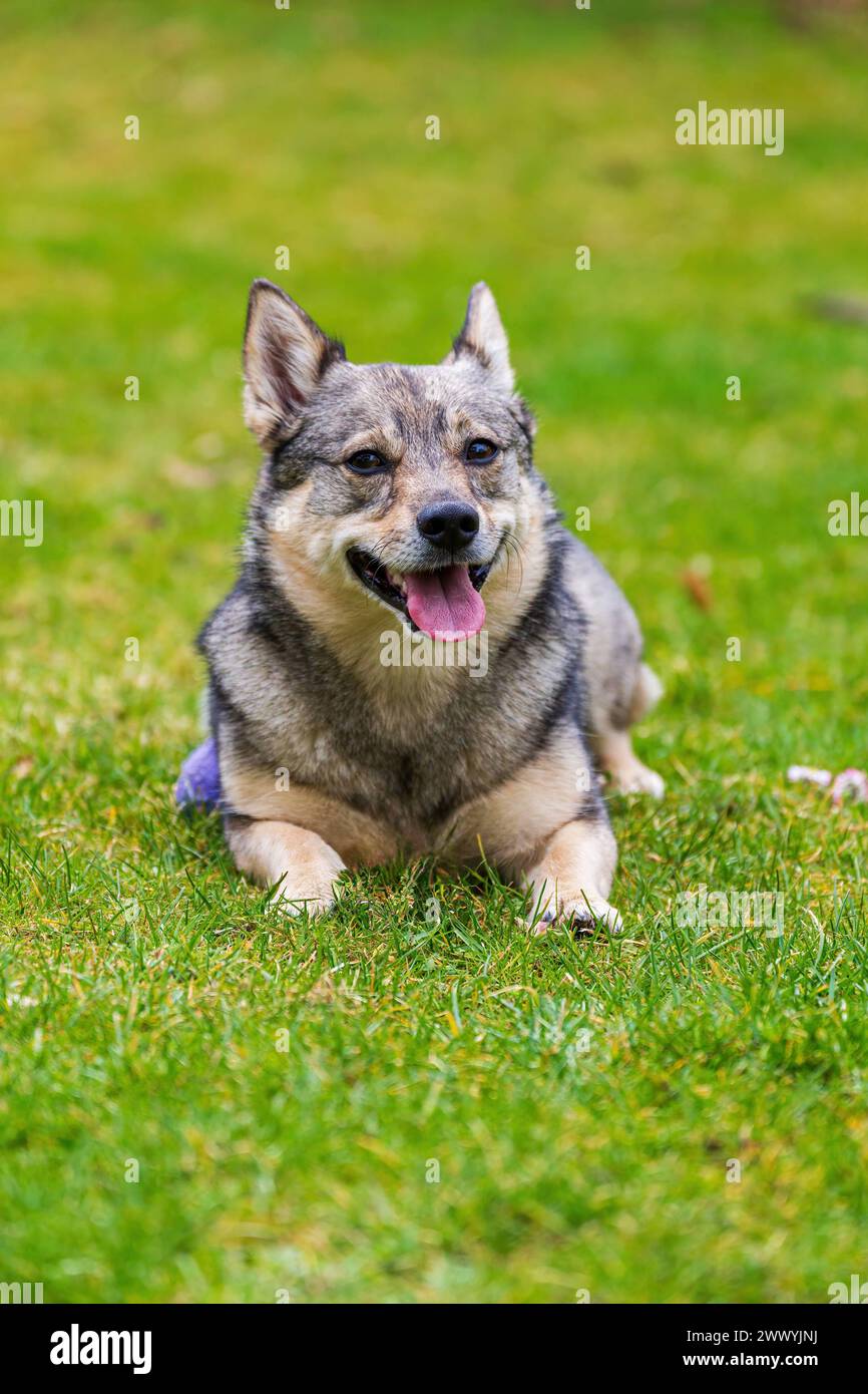 The dog breed Visigoth Spitz or Swedish Vallhund is lying on green ...