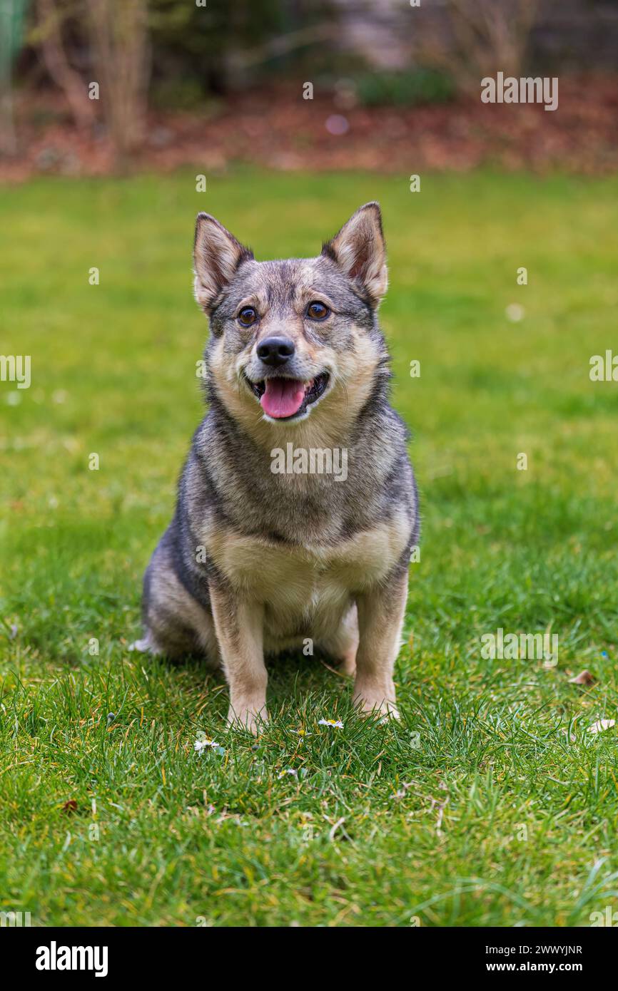 The dog breed Visigoth Spitz or Swedish Vallhund is lying on green ...