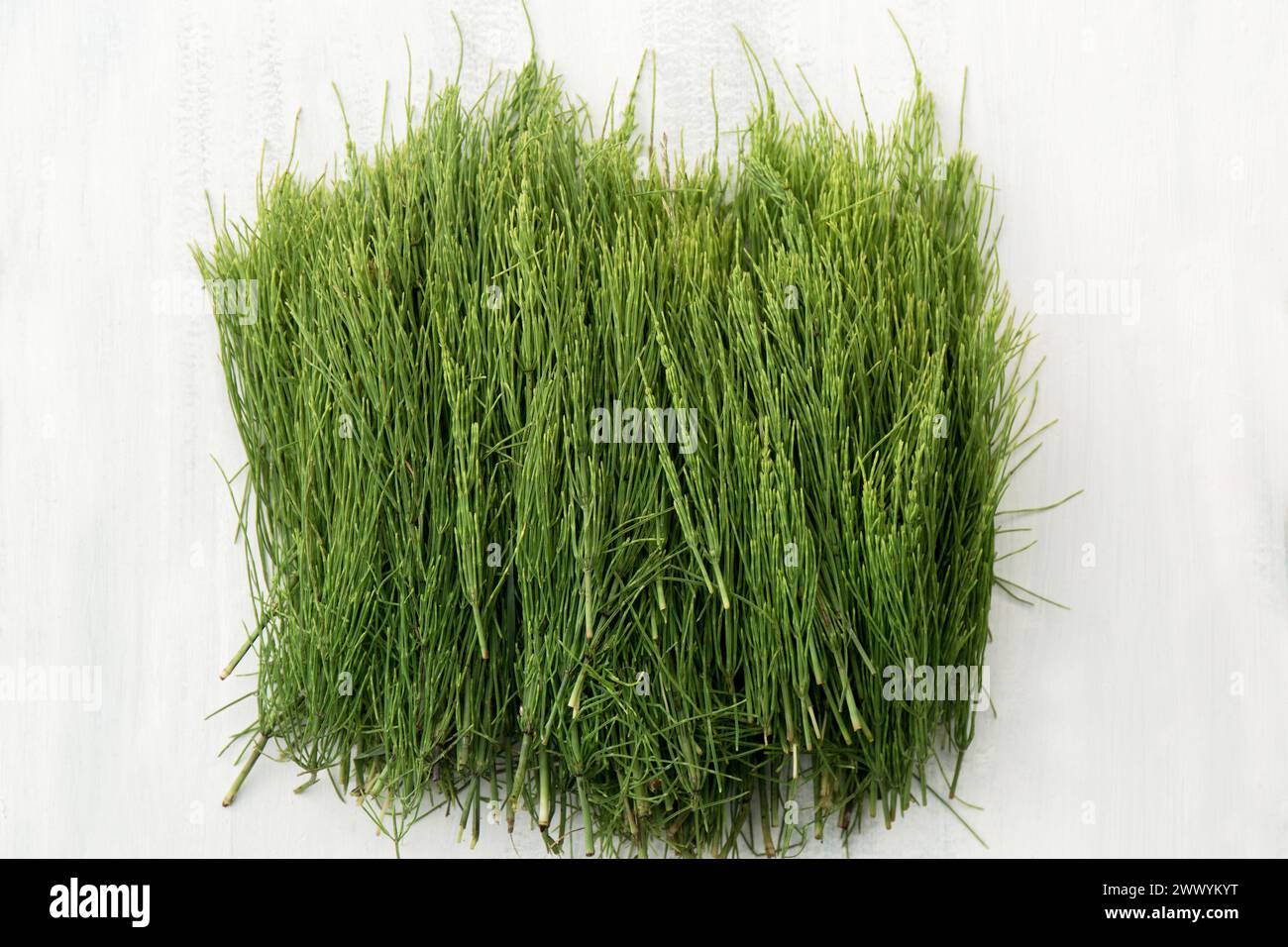 Medicinal wild horsetail herb on a white background Stock Photo - Alamy