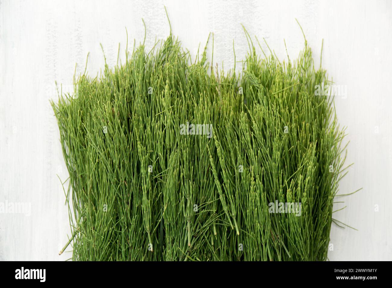 Medicinal wild horsetail herb on a white background Stock Photo - Alamy