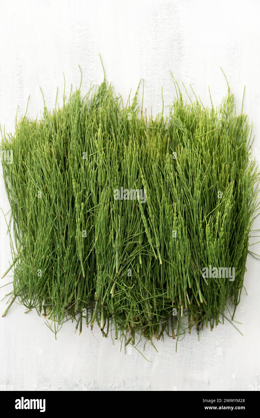Medicinal wild horsetail herb on a white background Stock Photo - Alamy