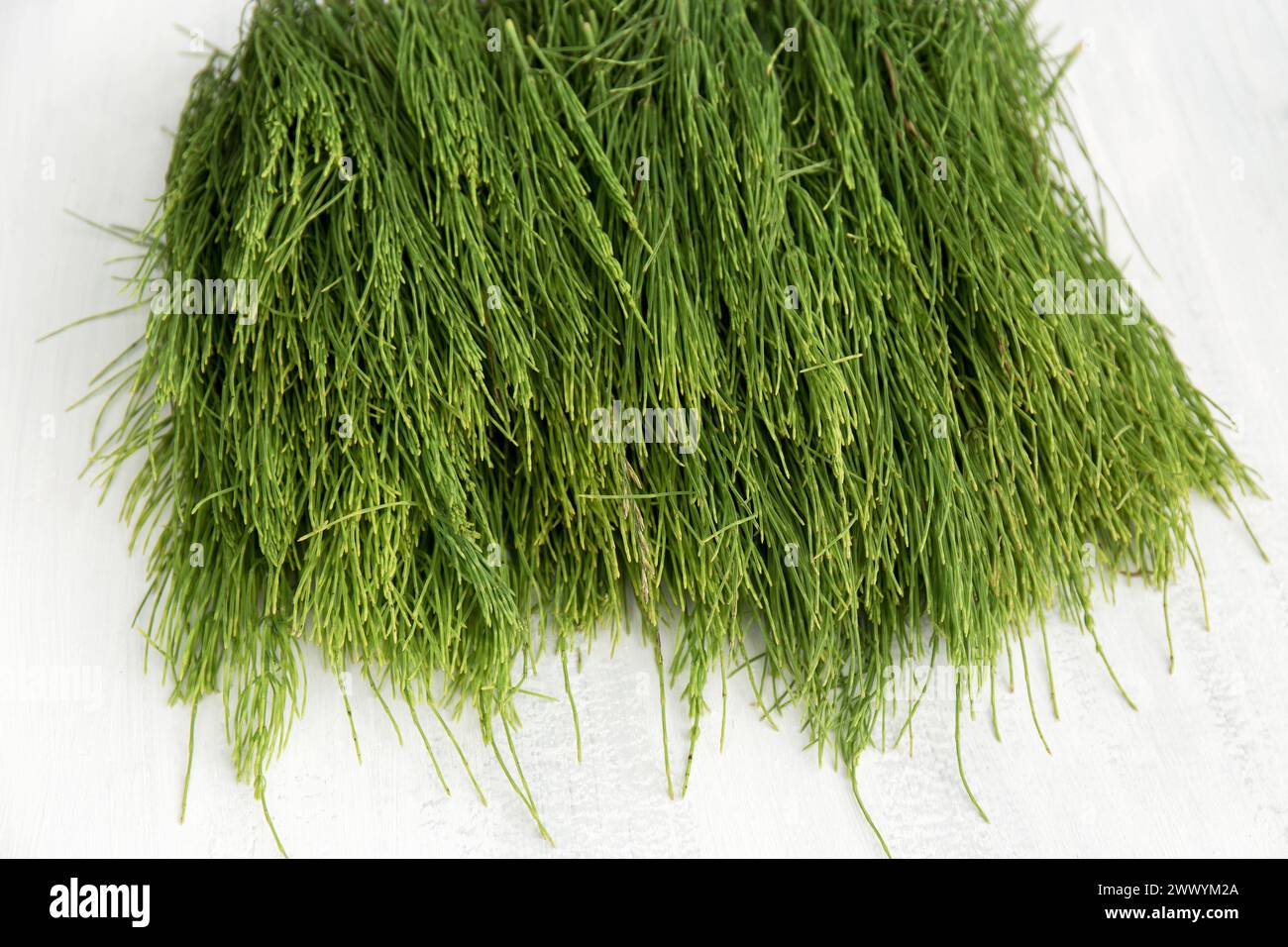 Medicinal wild horsetail herb on a white background Stock Photo - Alamy
