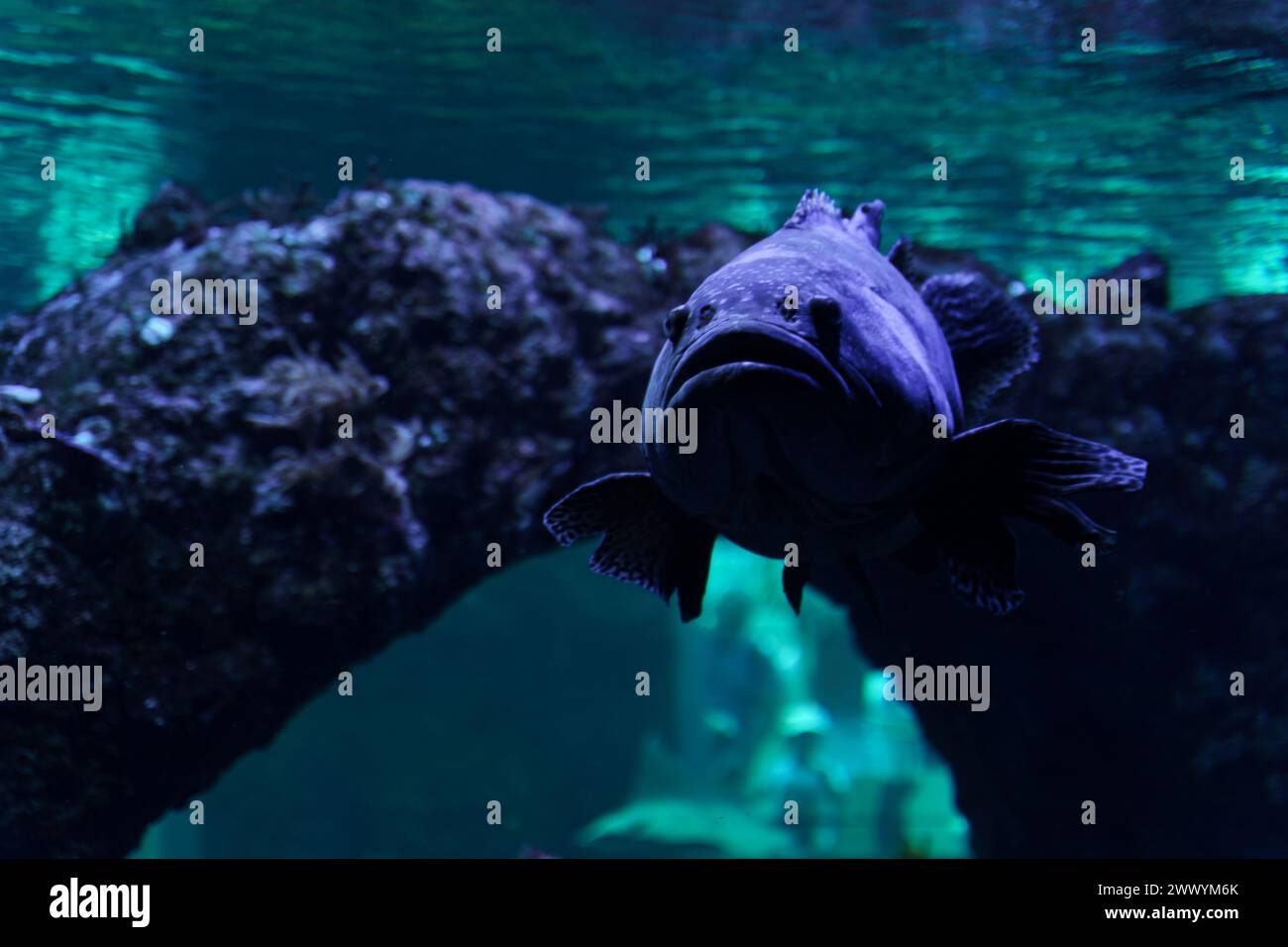 Agile movements hi-res stock photography and images - Alamy