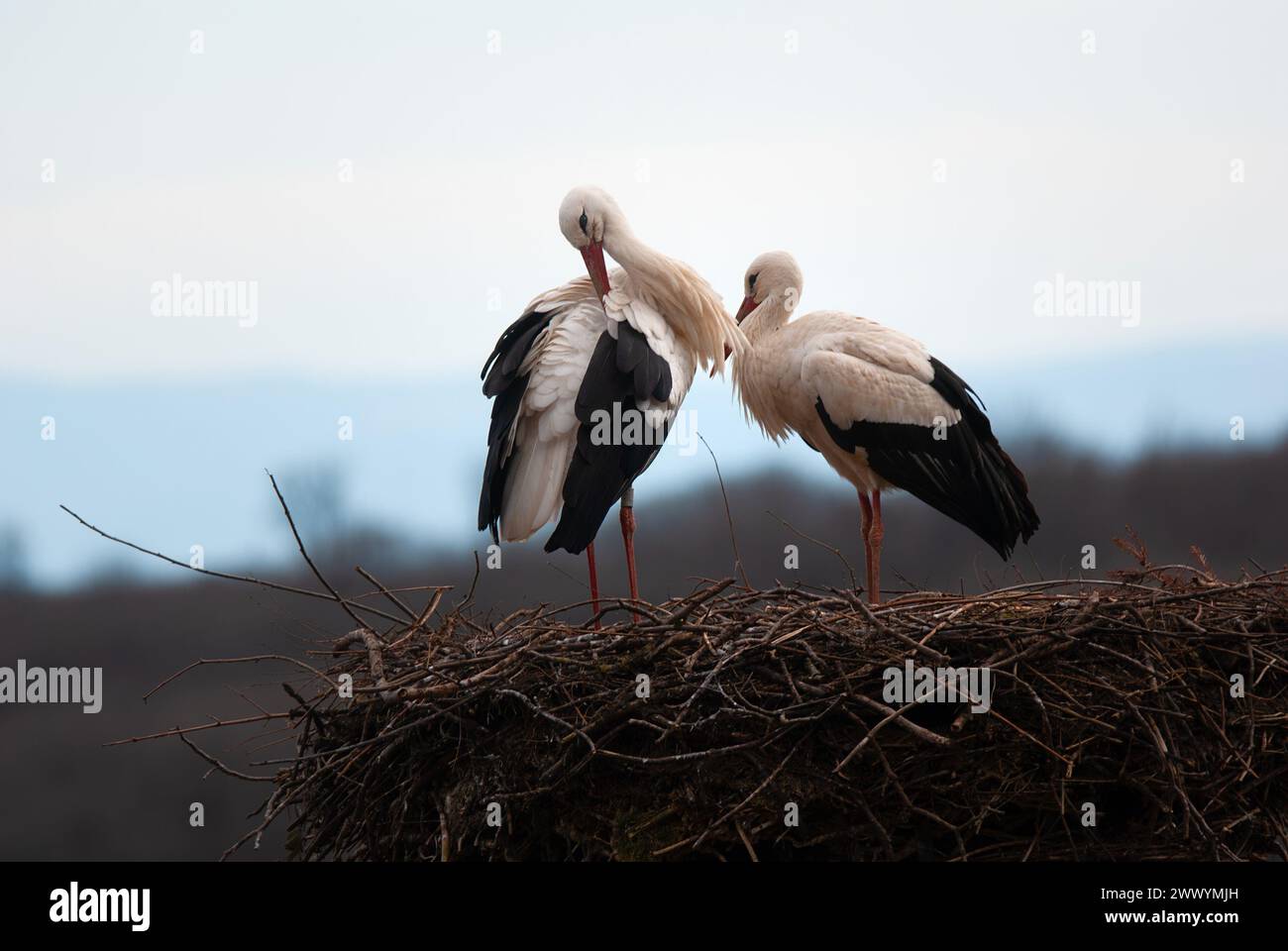 Couple white storks on the nest, stork breeding in spring, ciconia ...