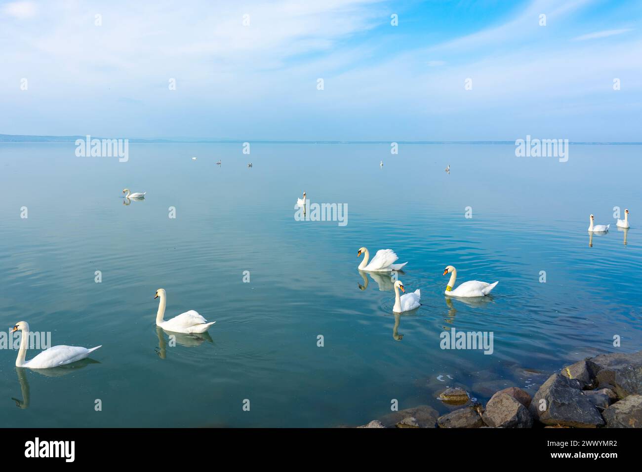 many swans on Lake Balaton Hungary blue water and sky Stock Photo - Alamy