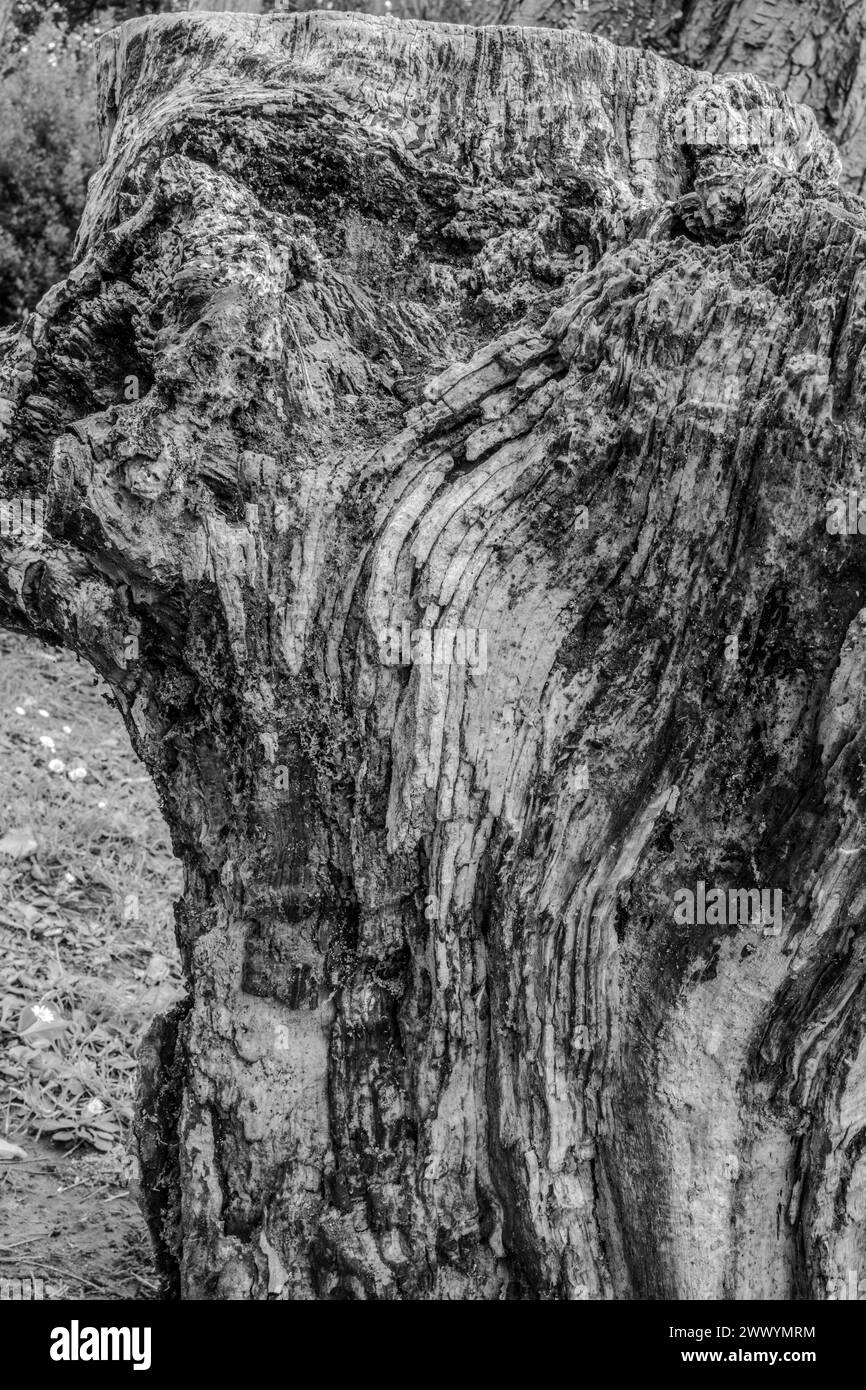 Close up rotting wood texture Black and White Stock Photos & Images - Alamy