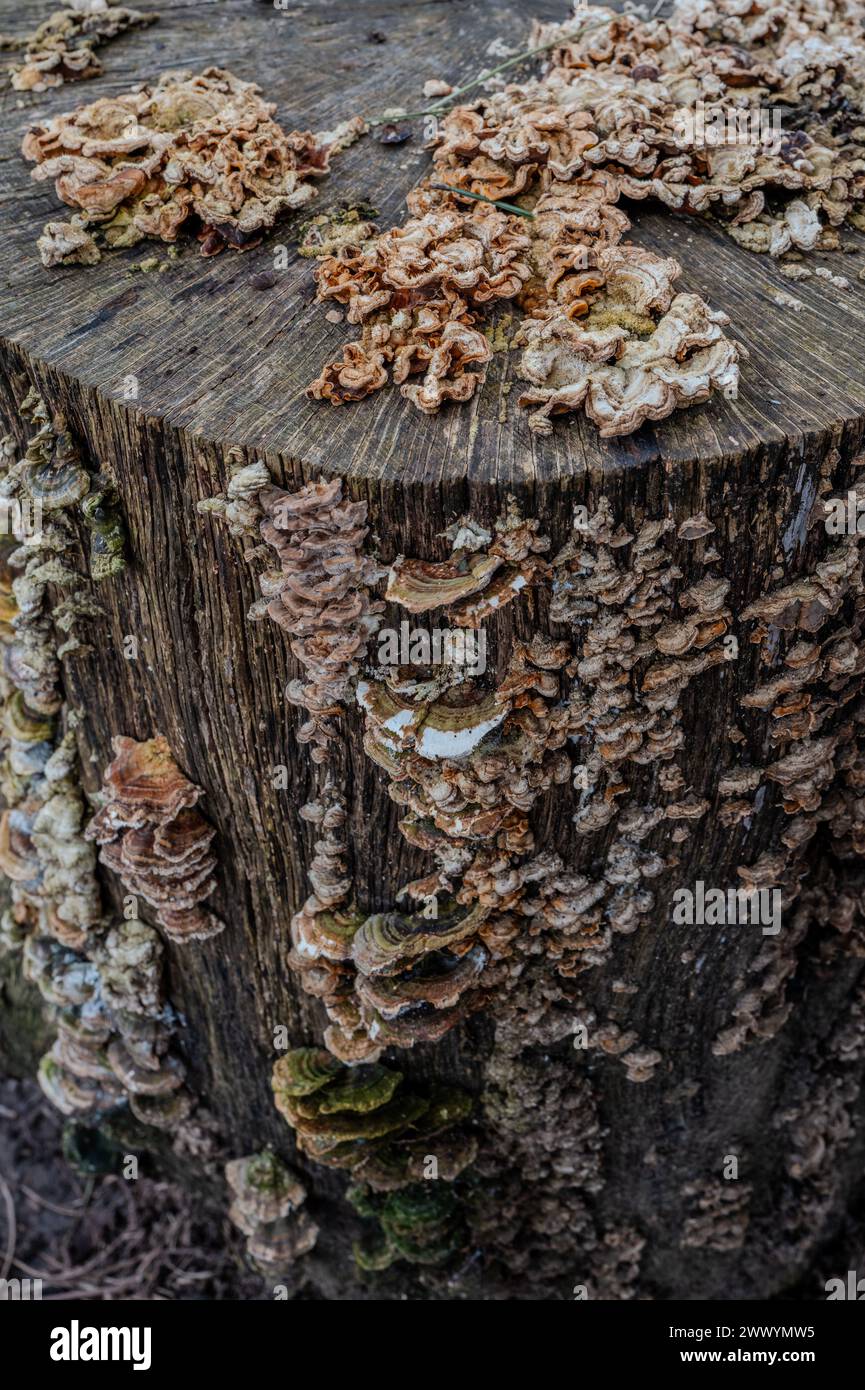 Ecology of fungi hi-res stock photography and images - Alamy