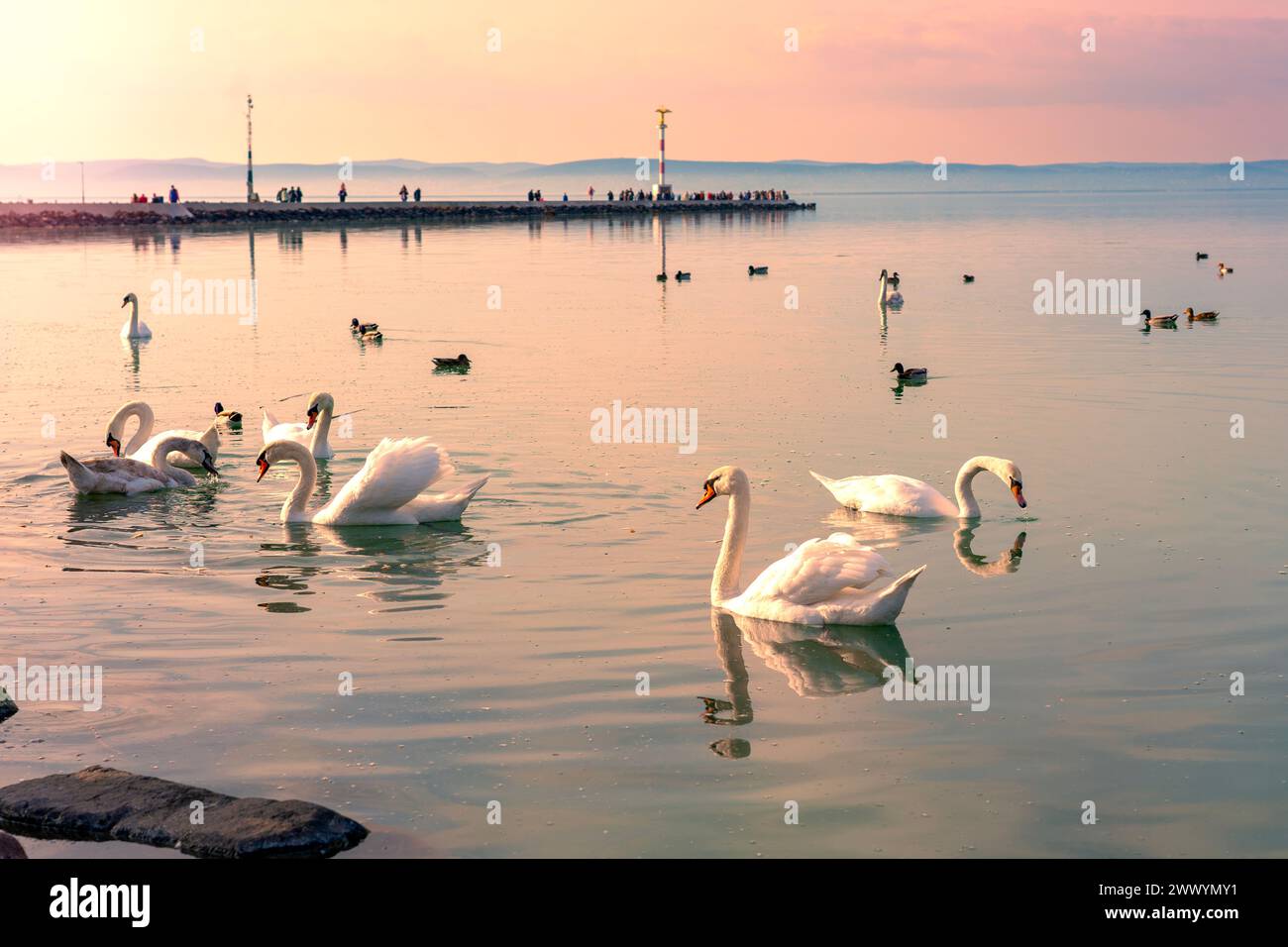 many swans on Lake Balaton Hungary with Siofok pier background in ...