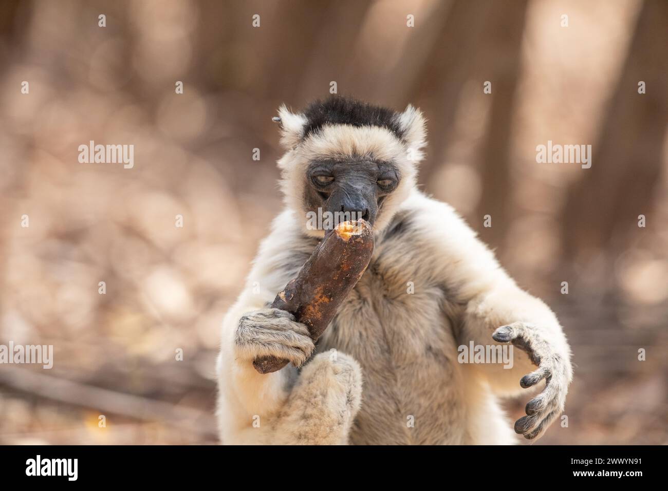 Verreaux's sifaka in Kimony hotel park. White sifaka with dark head on ...