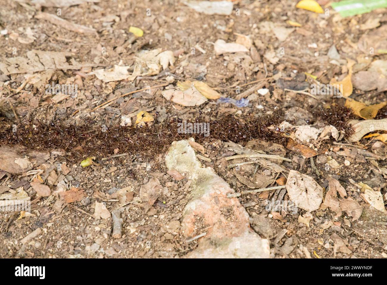 Top view of termite trails on ground in African forest . a lot of small ...