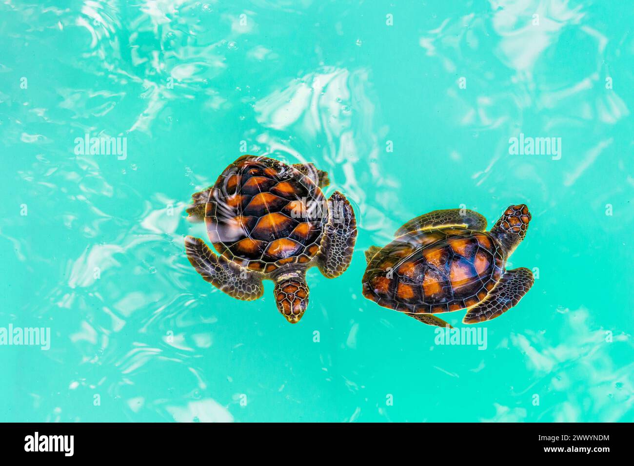 Cute baby sea turtle swimming hi-res stock photography and images - Alamy