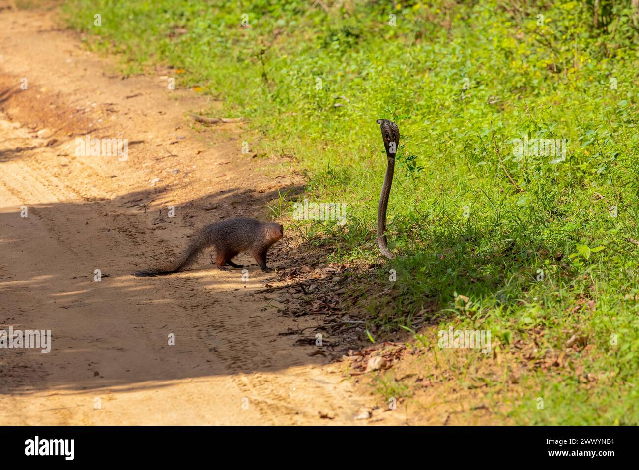 Asian mongoose fights with an aggressive cobra in the wild, natural ...