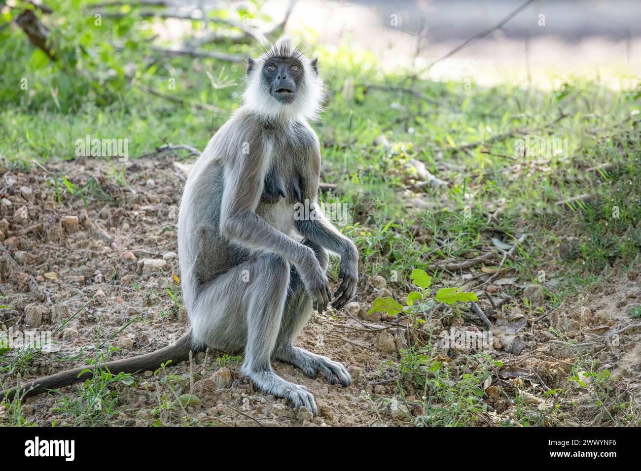 black faced grey langur monkey in Yala National Park, Sri Lanka Stock Photo - Alamy