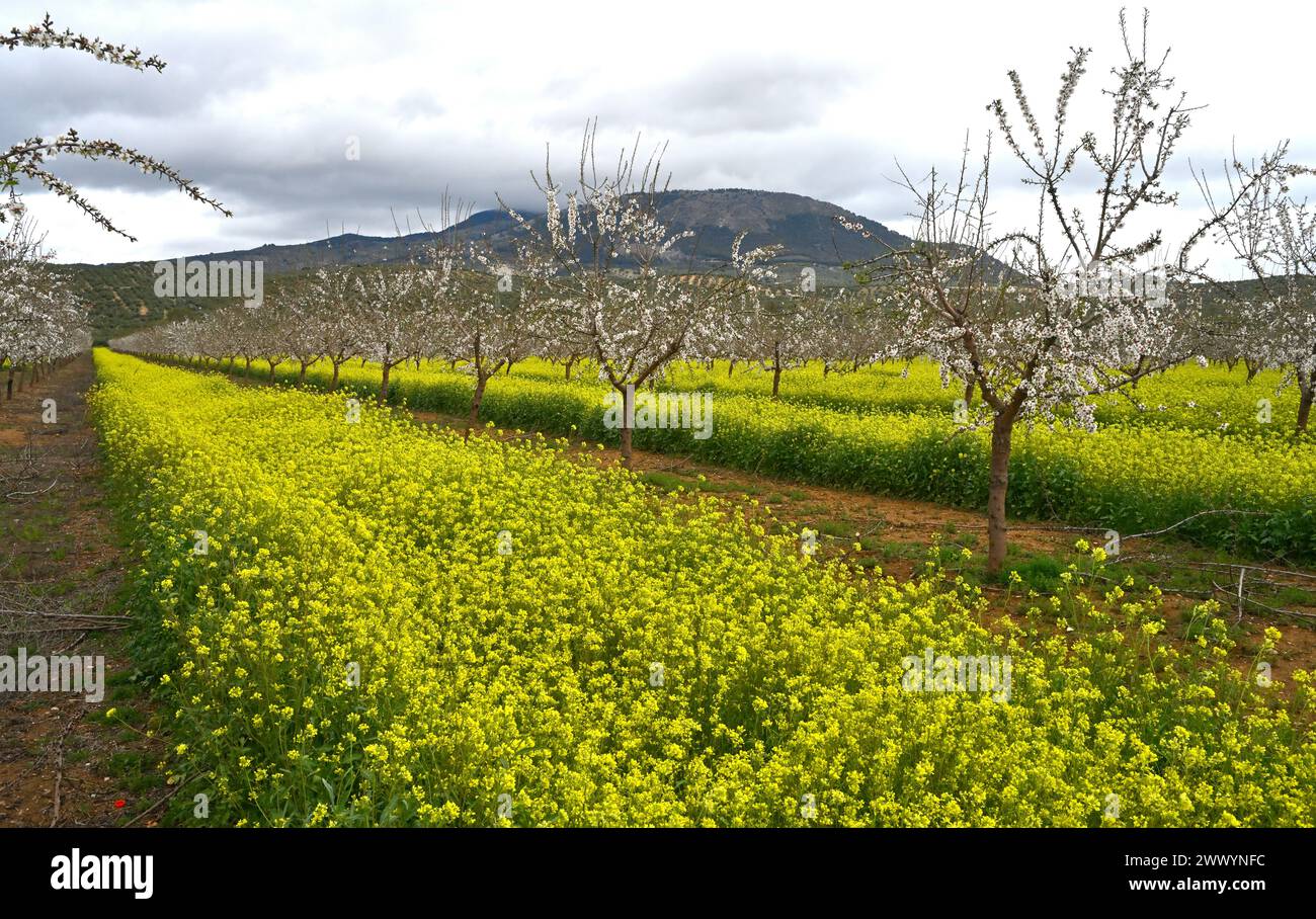 Almond tree grove with trees in bloom with yellow flowers of Brassica ...