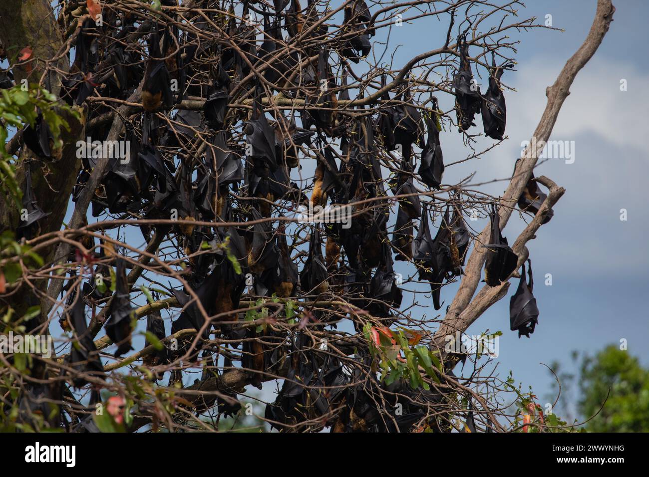 close-up hanging Mariana fruit bat (Pteropus mariannus) on blue sky ...