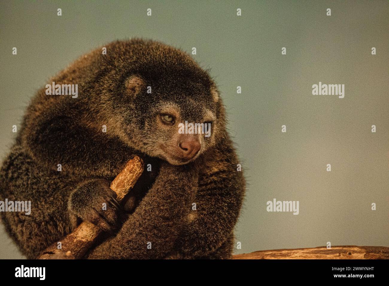 cute wild bear cuscus aulirops ursinus arboreal against blure ...