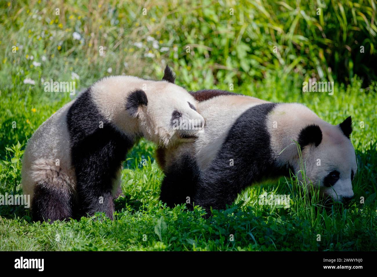 cheerful playing pandas on green lawn. Rare endangered animals ...