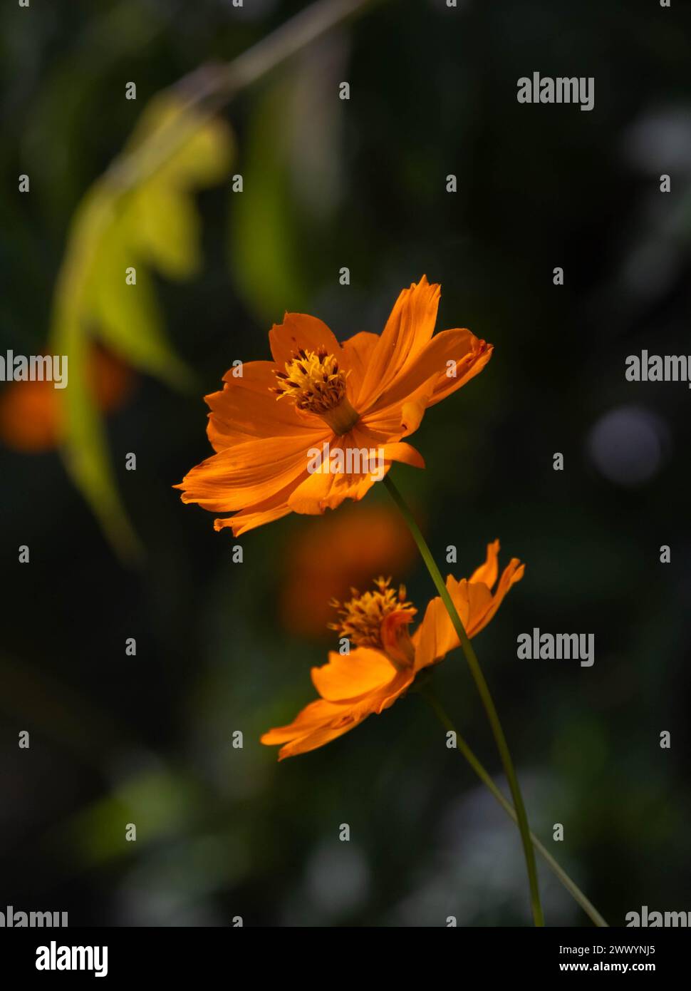 Orange lance leafed coreopsis hi-res stock photography and images - Alamy