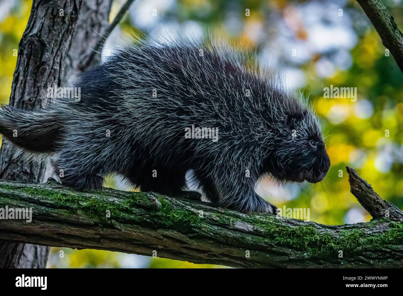 Erethizontidae, north american porcupine, climbing over trees and ...