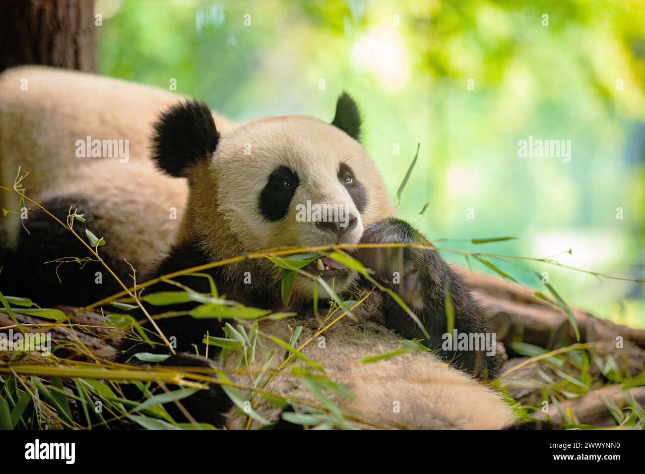 funny panda bear cubs in the zoo tumble and eat bamboo. natur vivid ...